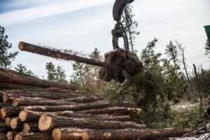 Forest Logging; Its Types, Impacts, And Solutions