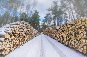 Forest Logging; Its Types, Impacts, And Solutions