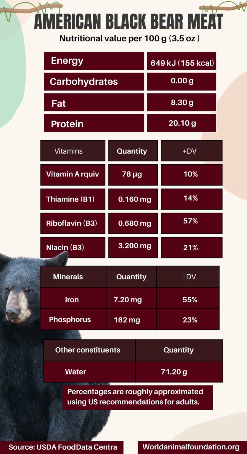 Black Bear - Classification, Behavior, Habitat, And More