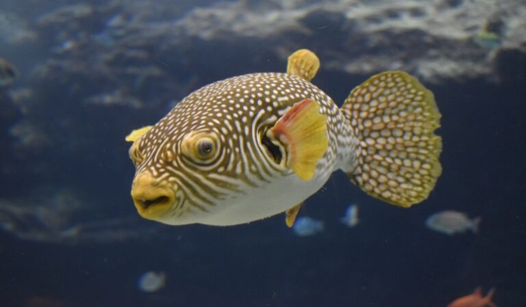 Blowfish - Amazing Facts About The Legendary Puffer Fish!