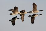 The Secret Lives Of Geese - The Amazing Waterfowl Species
