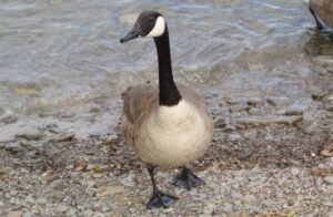 The Secret Lives Of Geese - The Amazing Waterfowl Species