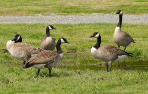 The Secret Lives Of Geese - The Amazing Waterfowl Species