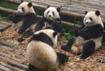 Giant Panda – Facts, Habitat, Population, And More
