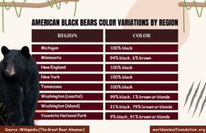 Black Bear - Classification, Behavior, Habitat, And More