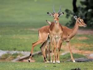 Impala Animal Information - Habitat, Diet, Traits & More!