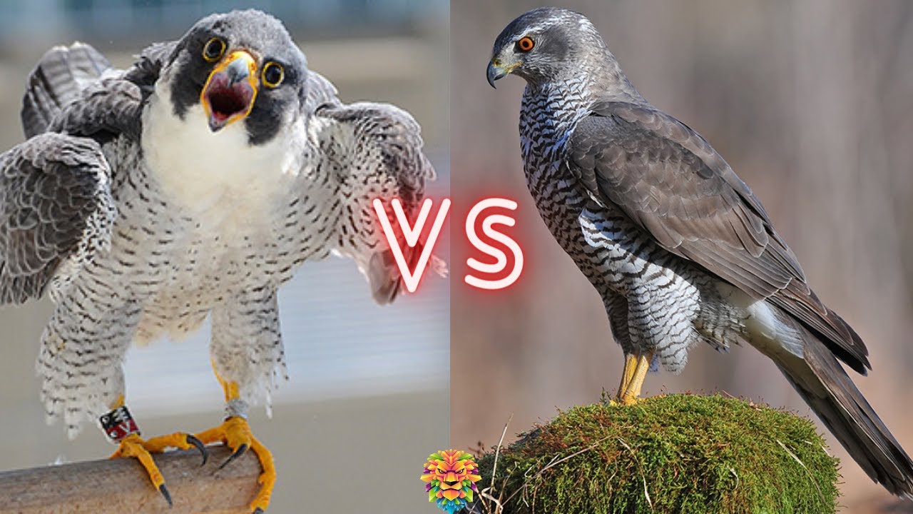 All About Falcon - How Is It Different From A Hawk?