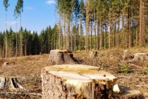 Devastating Deforestation Statistics: Impact Of Forest Loss