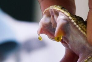 Bitten By The Numbers-Shocking Snakebite Statistics By State