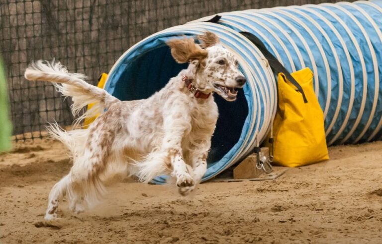 English Setter Dog Breed Interesting Facts & Information