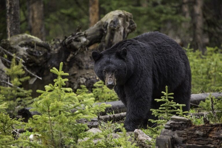 Black Bear - Classification, Behavior, Habitat, And More