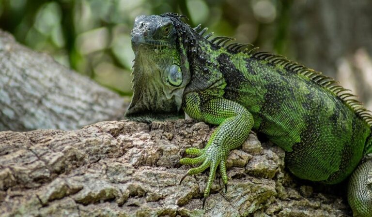 Iguana - Anatomy, Habitat, Diet, Conservation, And More