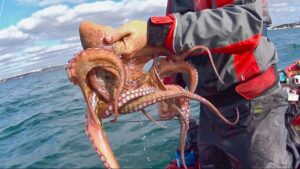 Discover The Incredible Abilities And Adaptations Of Octopus