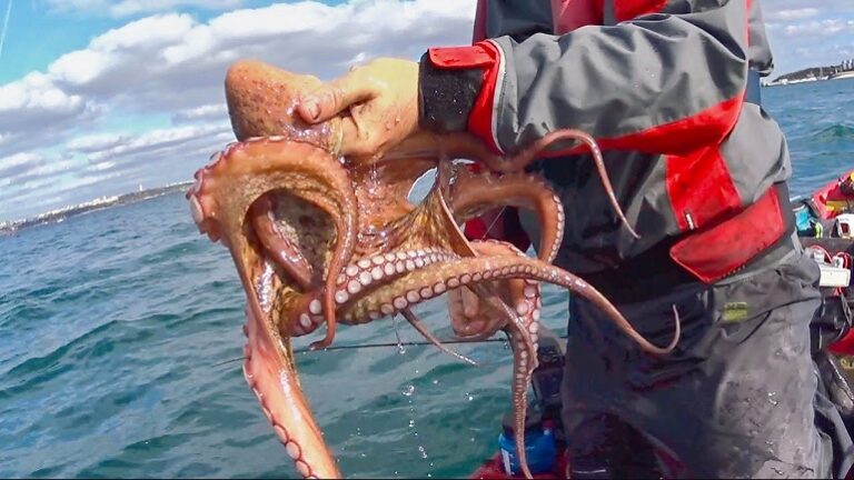 Discover The Incredible Abilities And Adaptations Of Octopus
