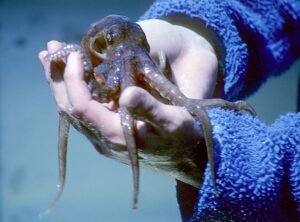 Discover The Incredible Abilities And Adaptations Of Octopus
