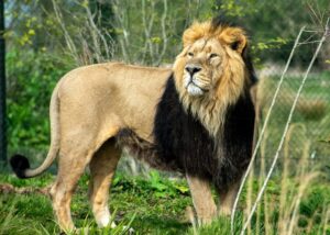 Lion - All You Need To Know About The King Of The Beasts!!