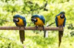 The Majestic Macaw Parrot – History, Taxonomy, And More