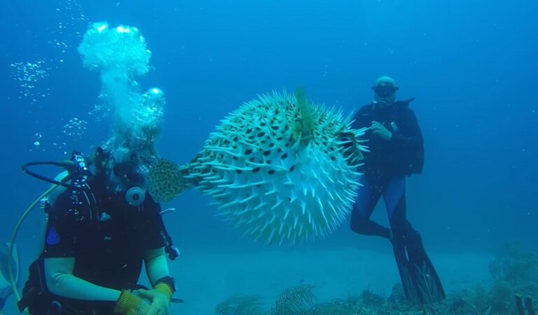 Blowfish - Amazing Facts About The Legendary Puffer Fish!