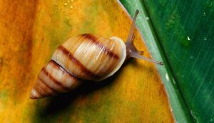 Analysis Of What Cause Extinction - Addressing The Issue