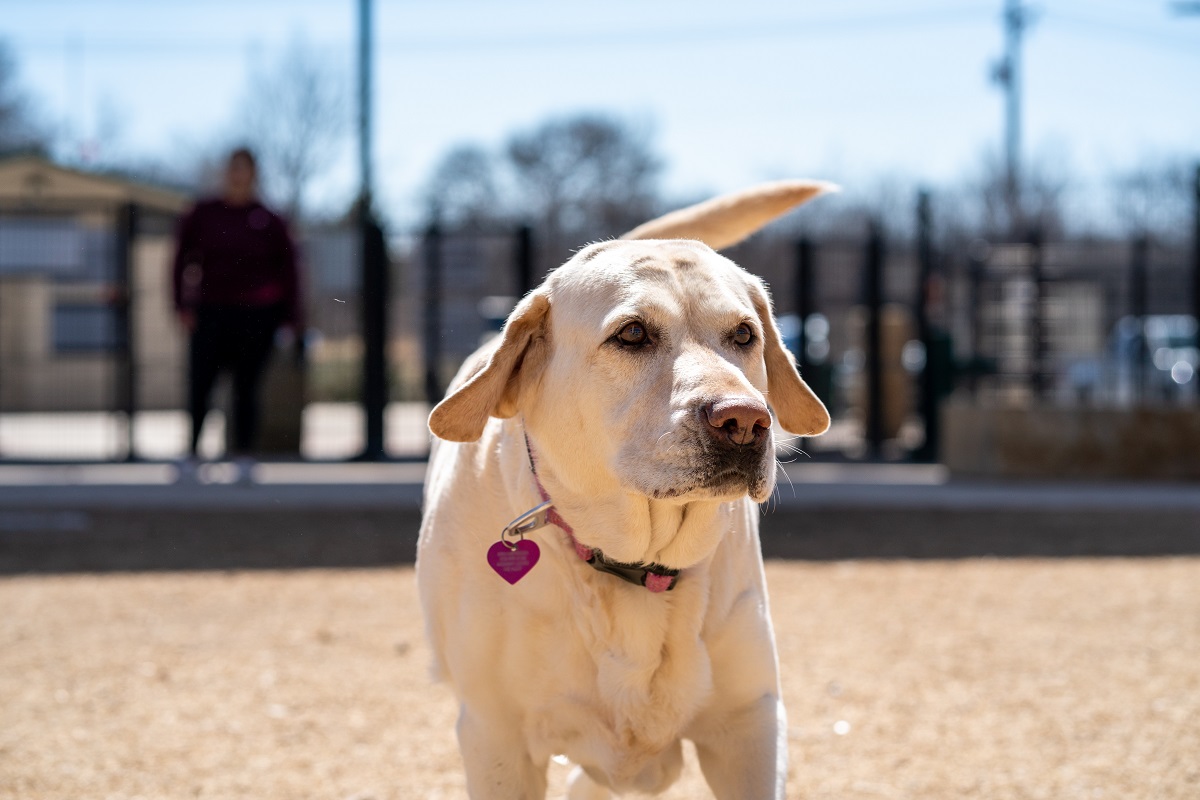 All About Pet Ownership Statistics UK – Nation Of Pet Lovers