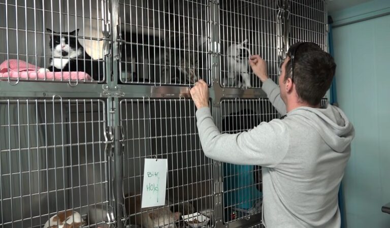 Shocking Pet Adoption Statistics And Figures