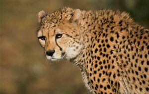 Get To Know Everything About The Magnificent Cheetah
