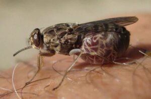 Most Dangerous Animals In The World In 2025