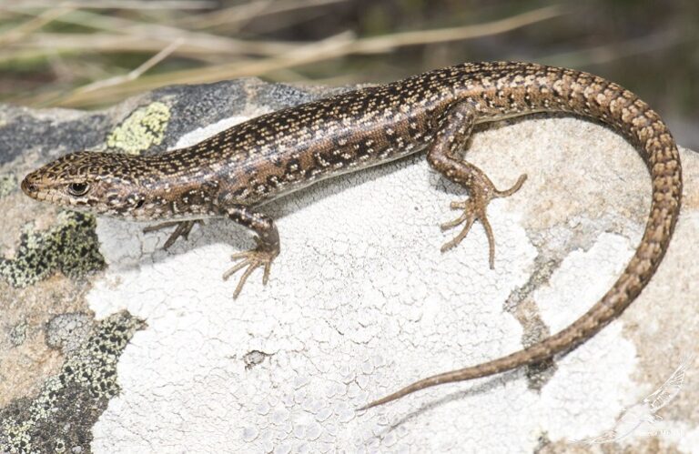Are Skinks Poisonous? Decoding The Debate On Skink Poisoning