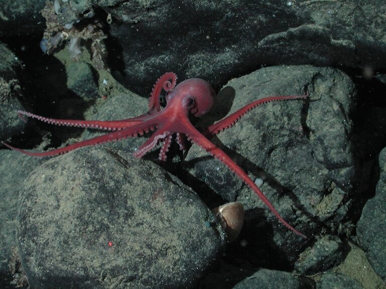 Discover The Incredible Abilities And Adaptations Of Octopus