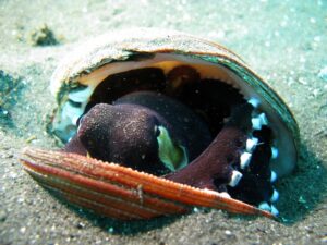 Discover The Incredible Abilities And Adaptations Of Octopus