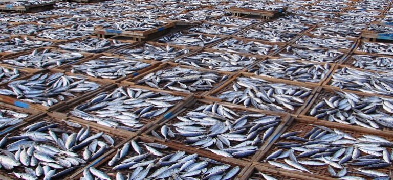 Overfishing Statistics – Global Perspective On Fish Stocks
