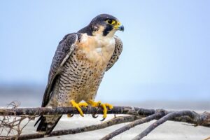 All About Falcon - How Is It Different From A Hawk?
