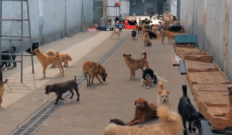 Shocking Pet Adoption Statistics And Figures