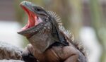 Iguana - Anatomy, Habitat, Diet, Conservation, And More