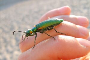 Insects 101: A Guide To The Amazing World Of Bugs