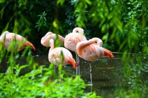 All About Flamingos- Amazing Facts Of The Sassy Water Birds