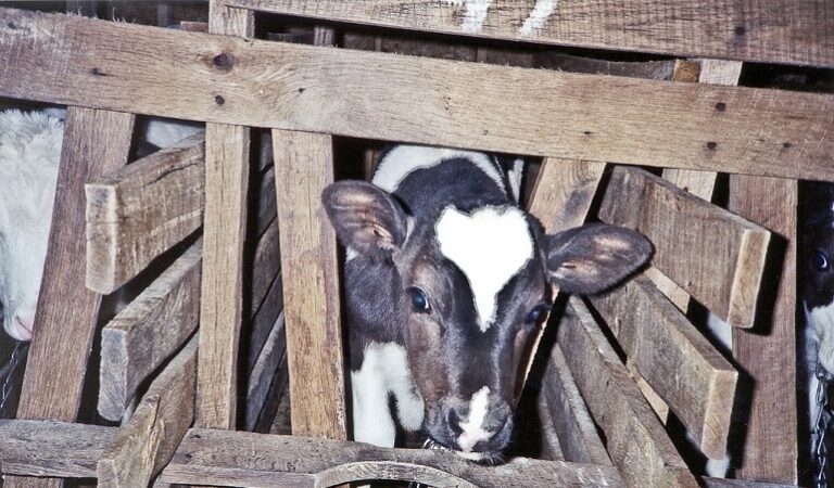 What Is Veal? The Dark Truth Behind This Controversial Meat