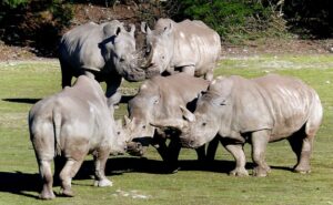 Poaching Statistics – Illegal Hunting & Trade In Numbers!