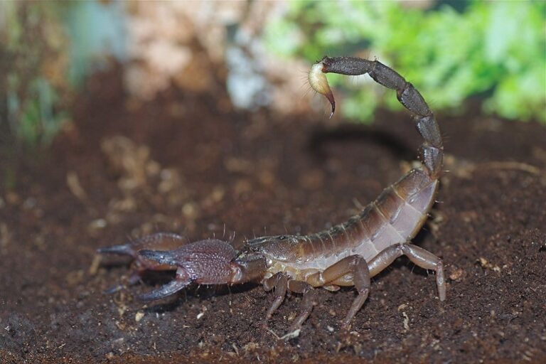 The Scorpion - An Overview Of The Feared Venomous Species