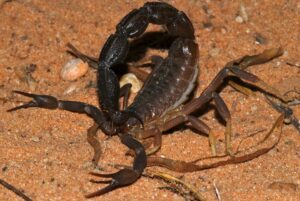 The Scorpion - An Overview Of The Feared Venomous Species