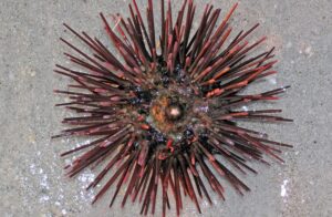 Exploring The Biology And Ecology Of The Mighty Sea Urchin