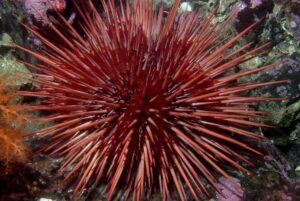 Exploring The Biology And Ecology Of The Mighty Sea Urchin