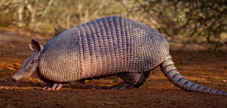 Armadillo Animal Information - Mammal With A Shell!