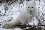 Arctic Fox – History, Facts, Behavior, And More