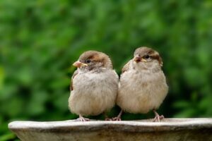 All About The Common Sparrows (Passer Domesticus)
