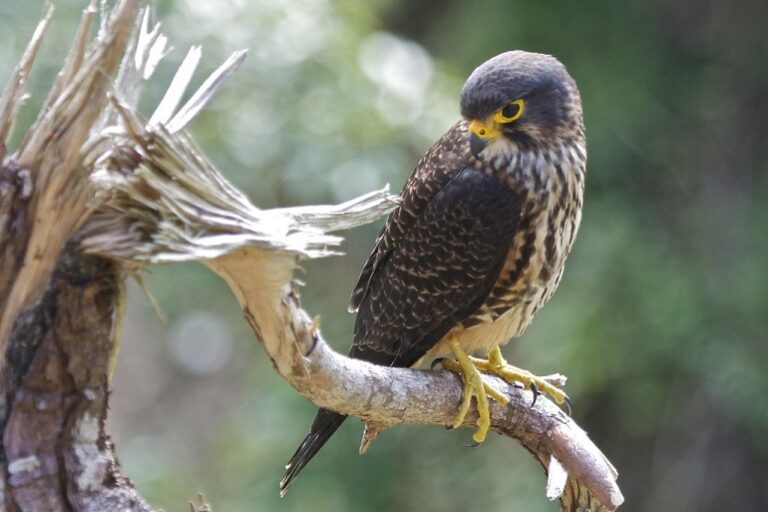 All About Falcon - How Is It Different From A Hawk?