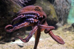 Discover The Incredible Abilities And Adaptations Of Octopus