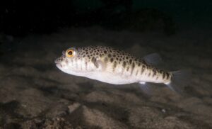 Most Dangerous Animals In The World In 2025