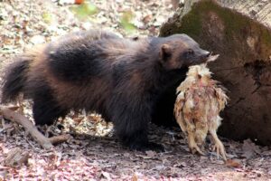 Wolverine Animal – Size, Diet, Traits & Some Amazing Facts!