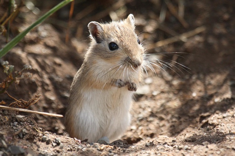 Tan Gerbils